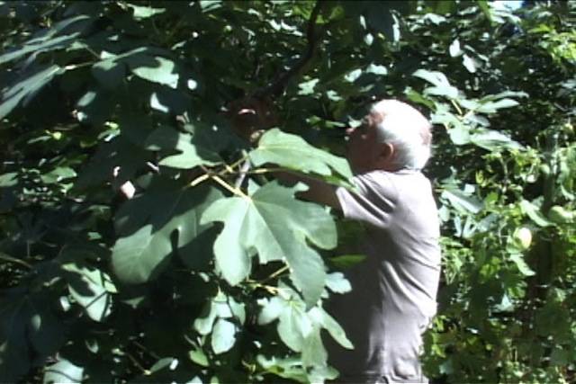 A Calabrian Garden in New York