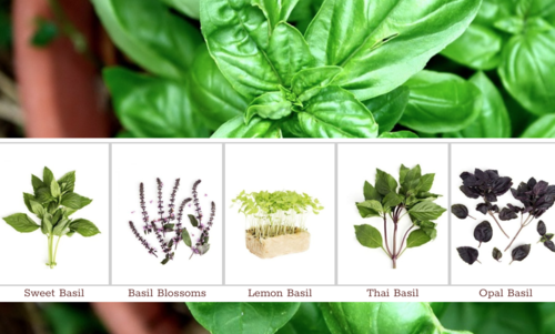 The World of Basil